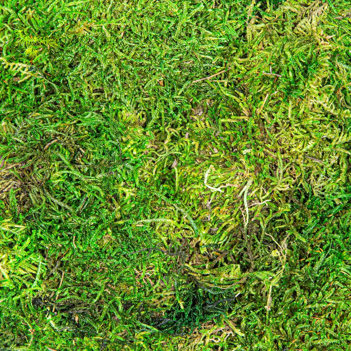 Mousse plate stabilisée – Greenside, la nature sur vos murs